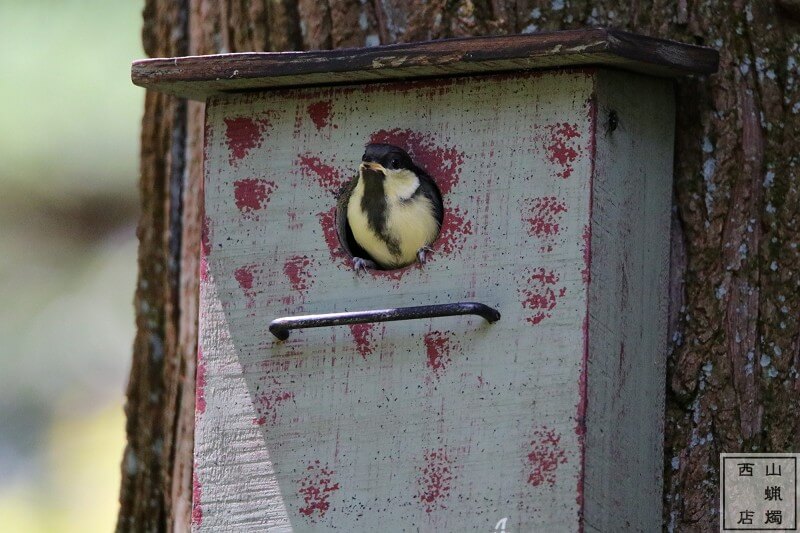 ycc5039 | etsuko field & 西山蝋燭工房