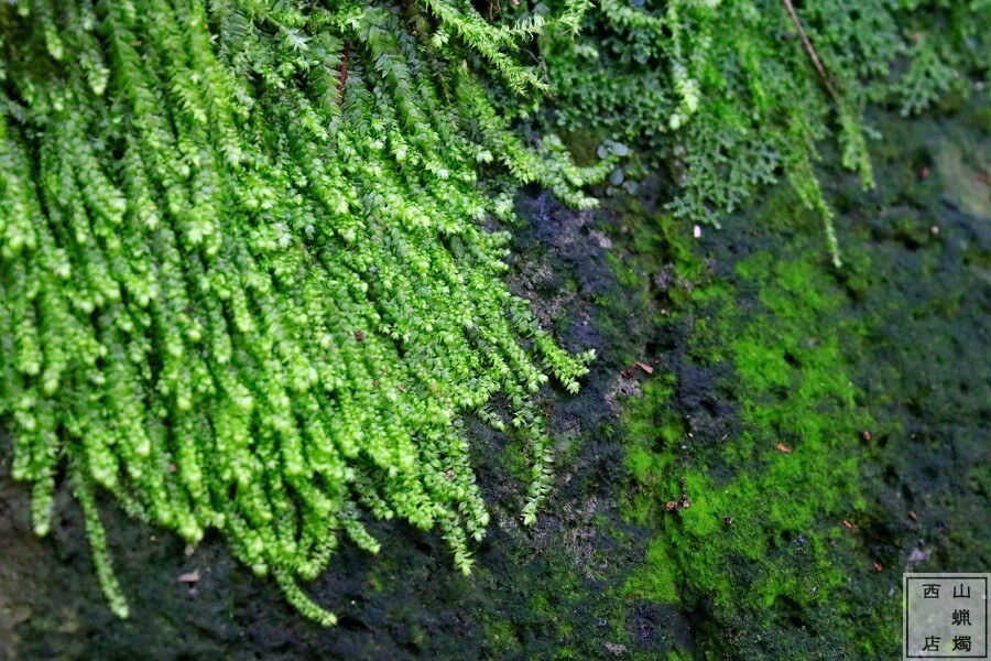 ycc5193 | etsuko field & 西山蝋燭工房