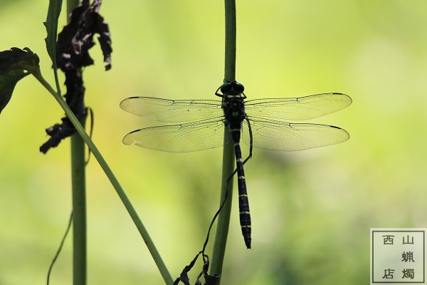 ycc7149 | etsuko field