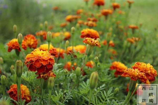 ycc7191 | etsuko field & 西山蝋燭工房