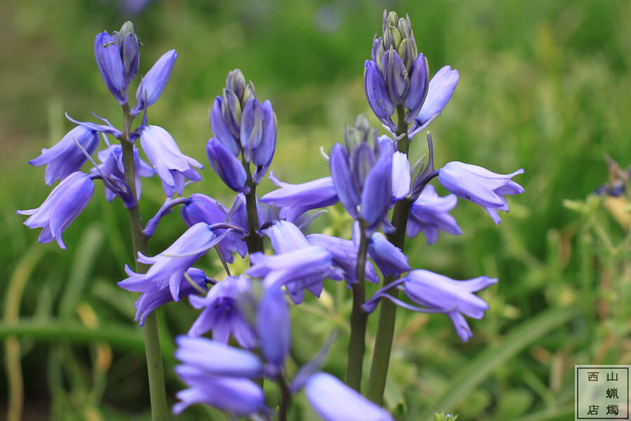 ycc9439 | アトリエetsuko field blog