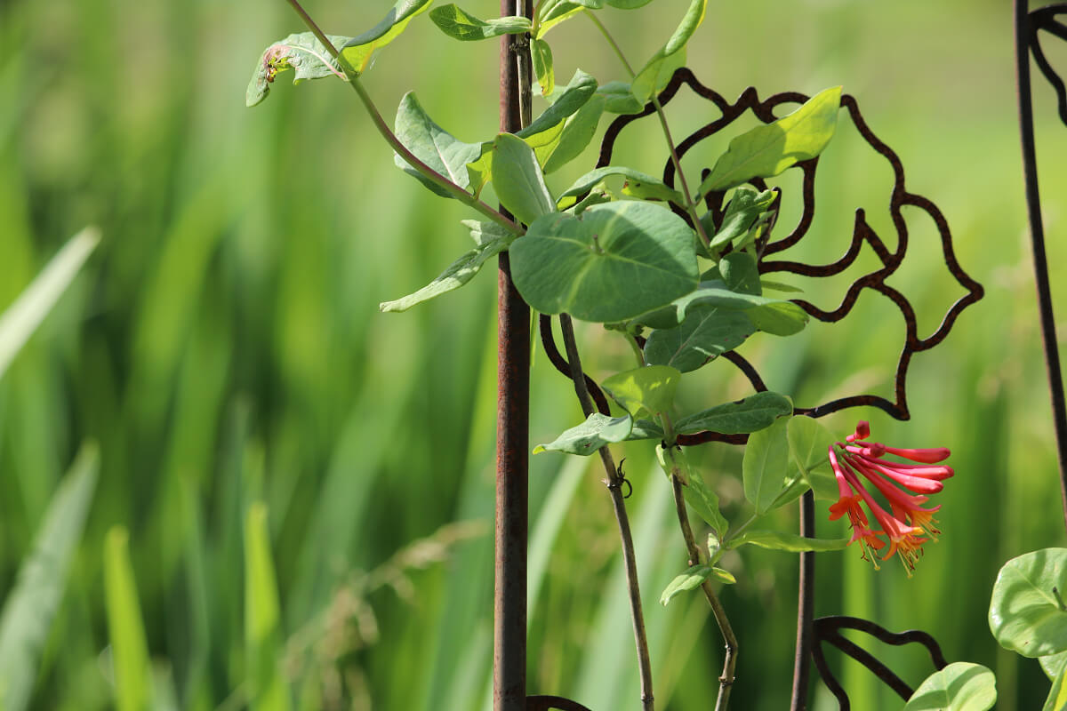 nv0588 | アトリエetsuko field blog