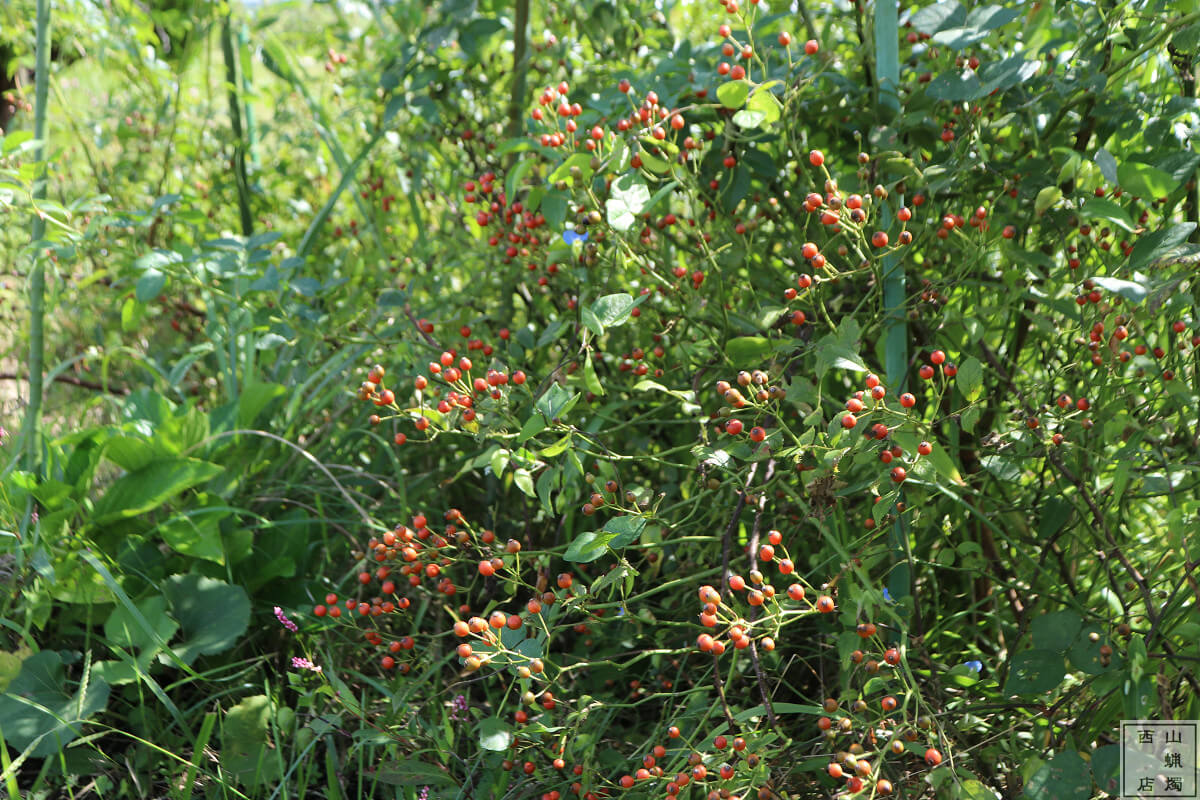 nv0851 | アトリエetsuko field blog