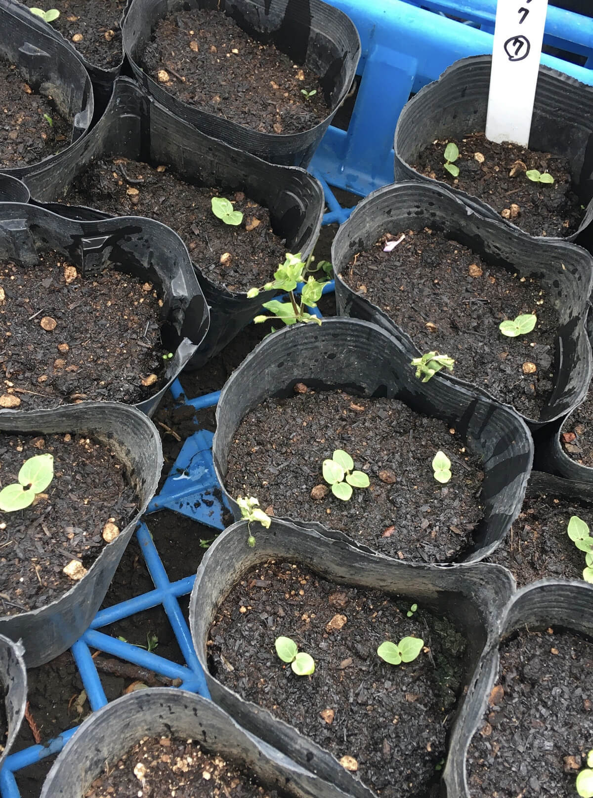 GW期間中の営業＆畑仕事 | etsuko field