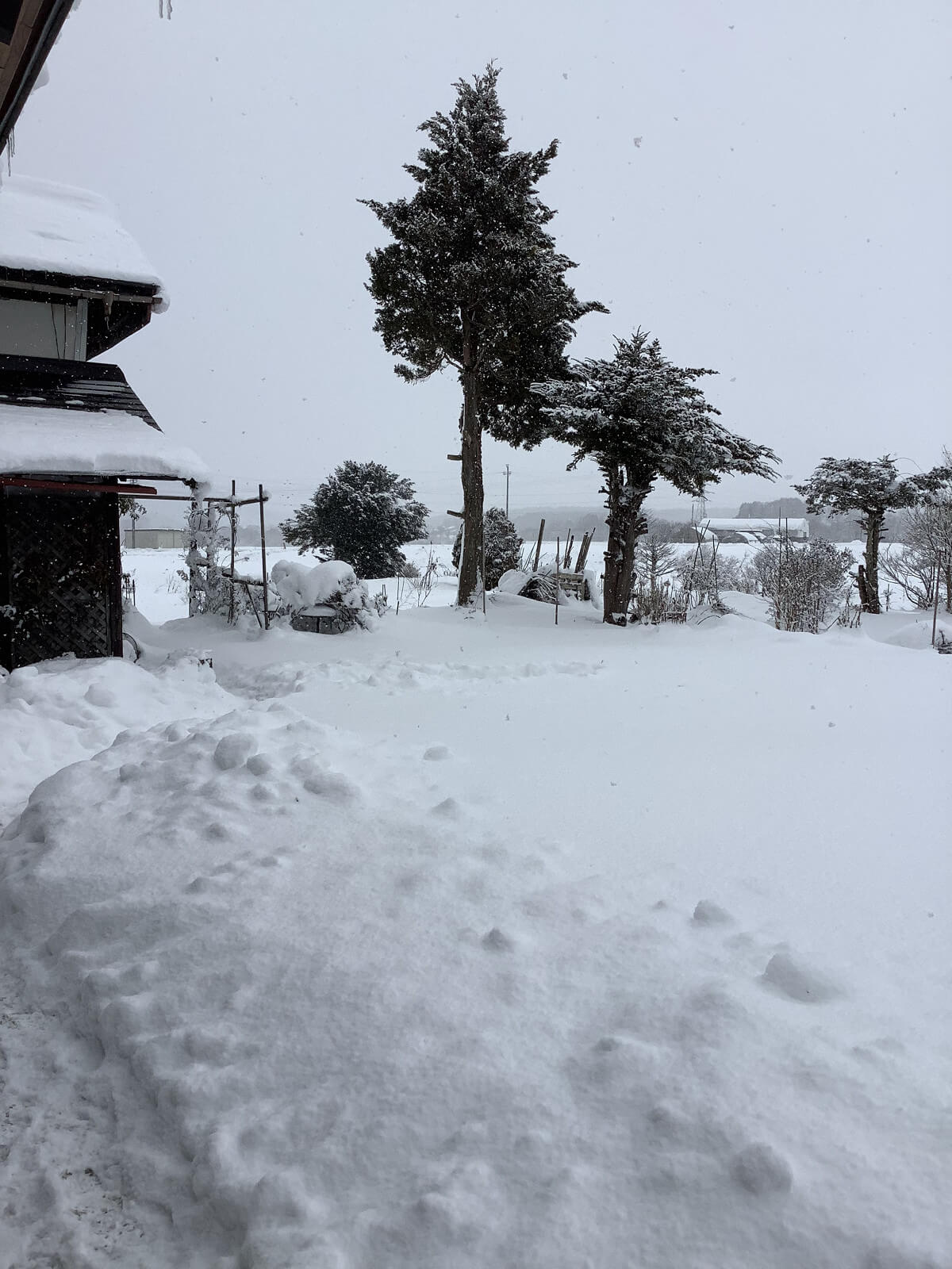 mv01361 | アトリエetsuko field blog