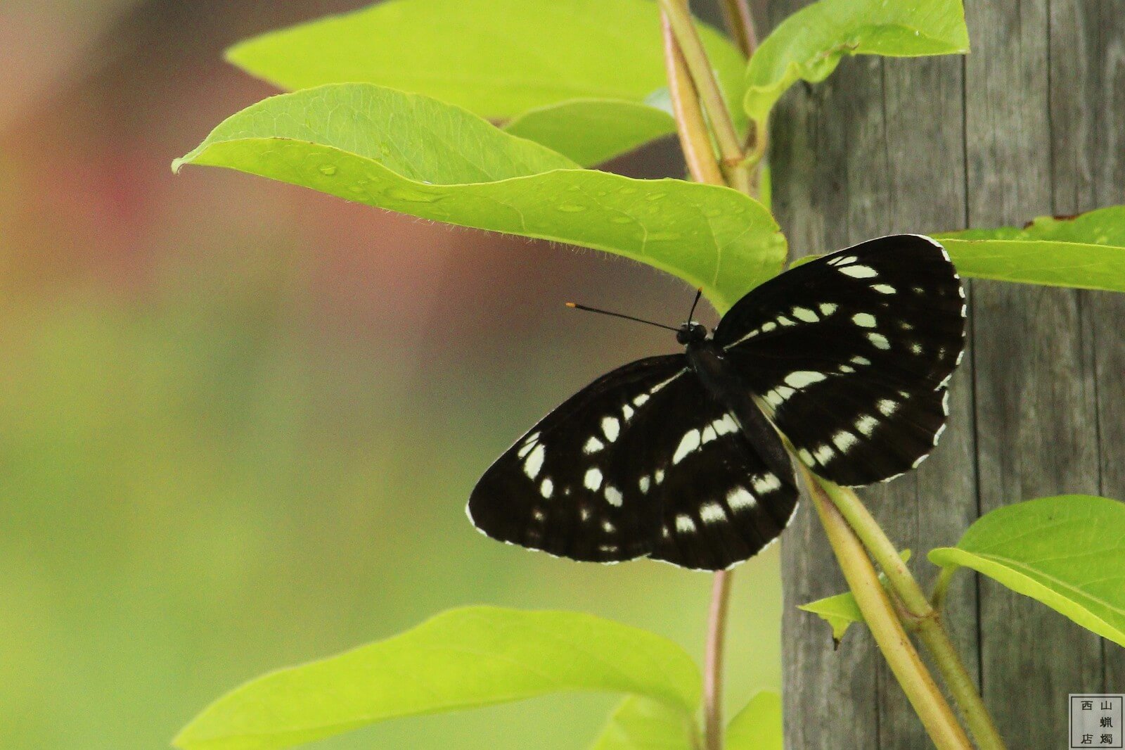 misuji | アトリエetsuko field blog
