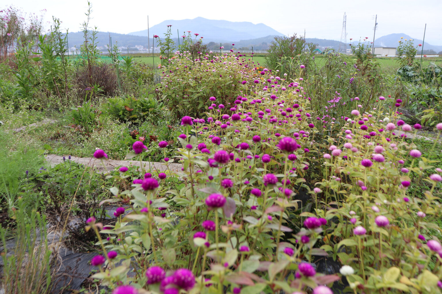 etsuko fieldのオフィシャルサイト開設♪ | etsuko field