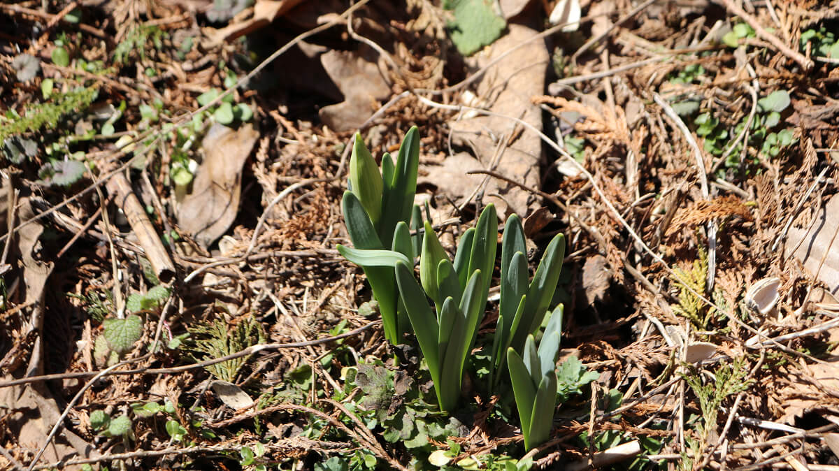 mvv1222 | etsuko field