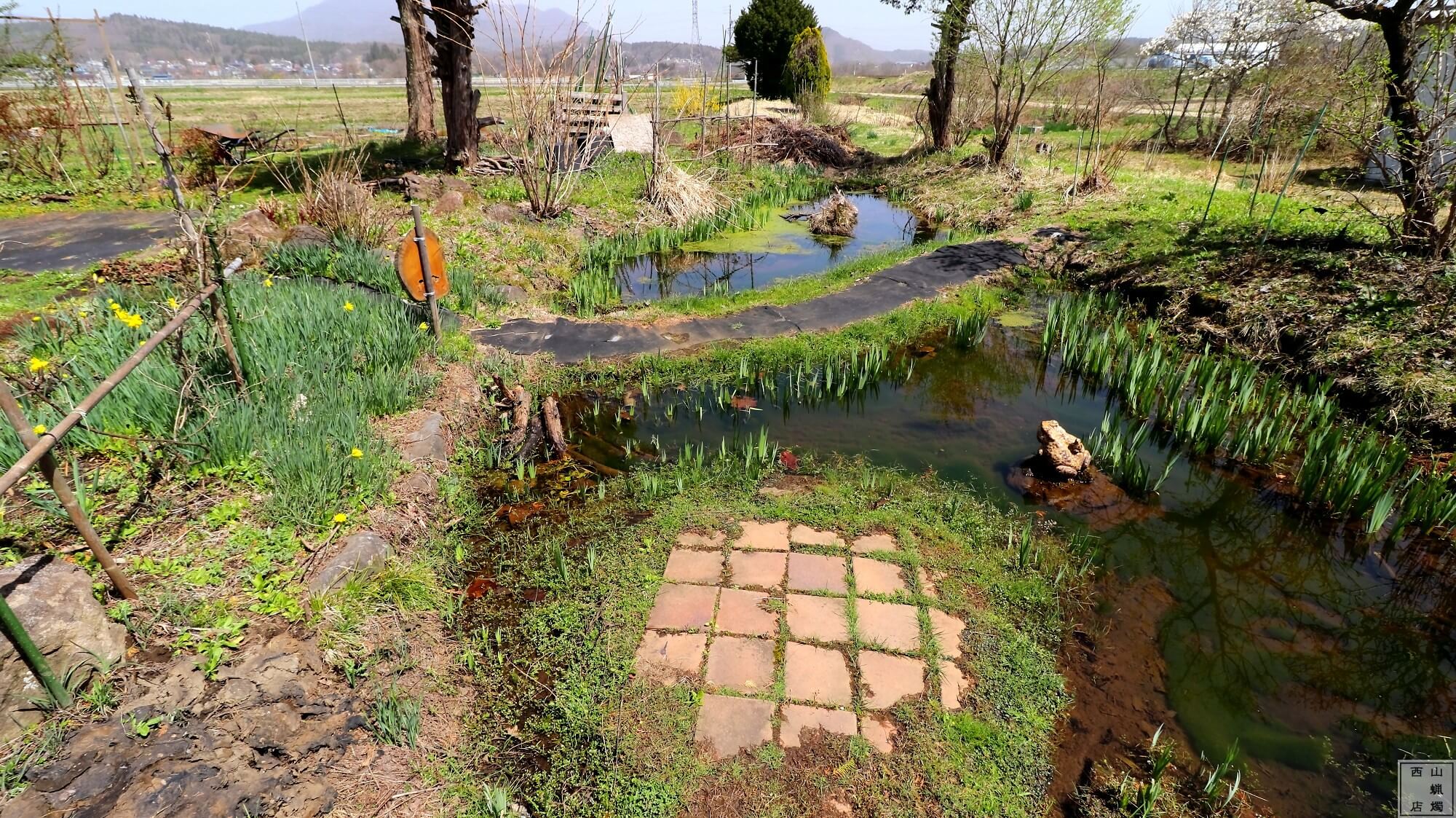 mvv1270 | etsuko field