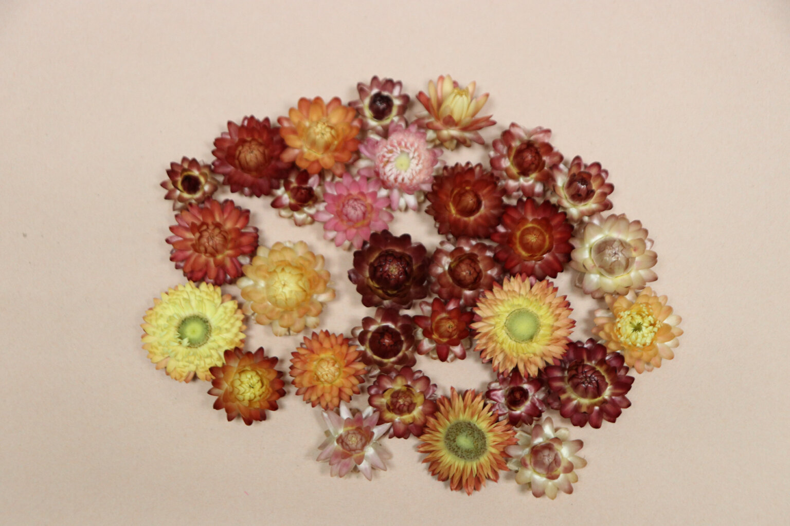 ドライフラワー発売中☆ | etsuko field