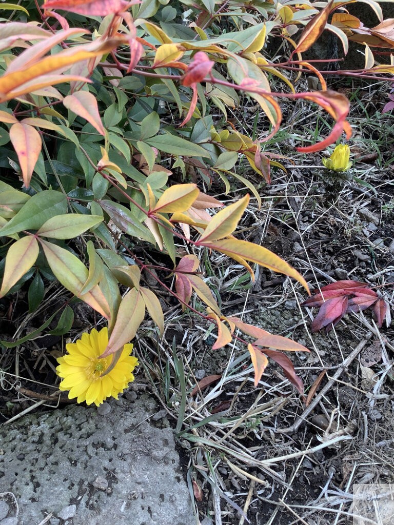 えっちゃんの庭あそび | etsuko field